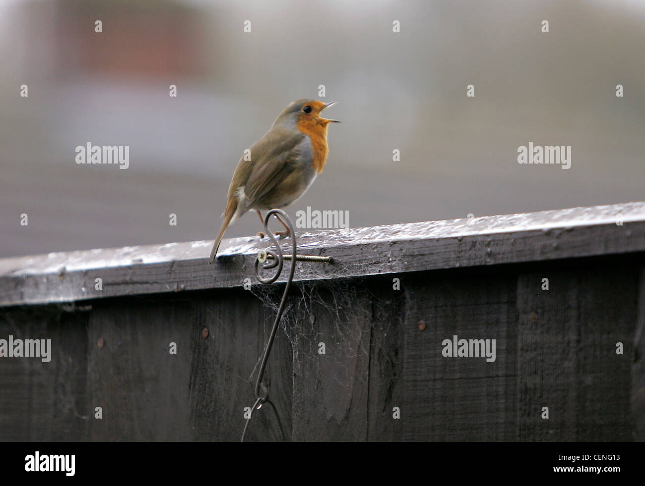 Robin with beak open sitting on wood fence Stock Photo - Alamy