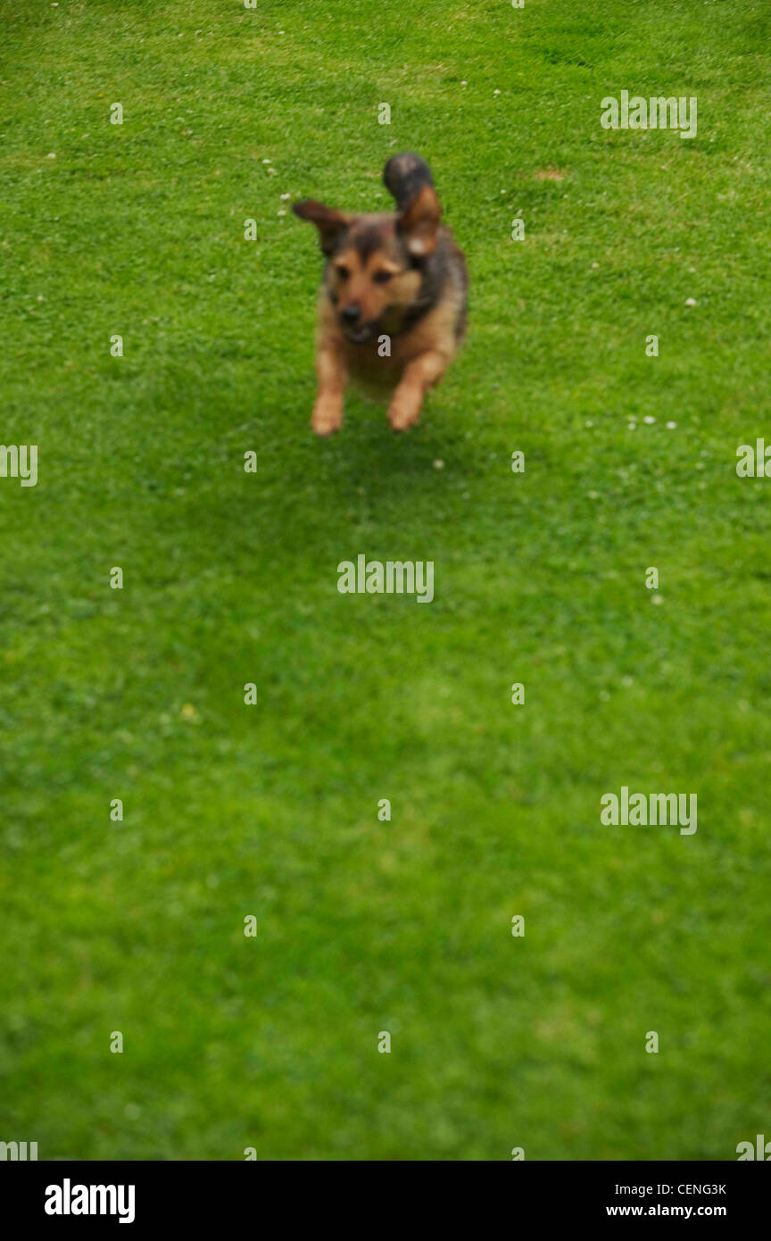 Small dog running across lawn towards camera Stock Photo - Alamy