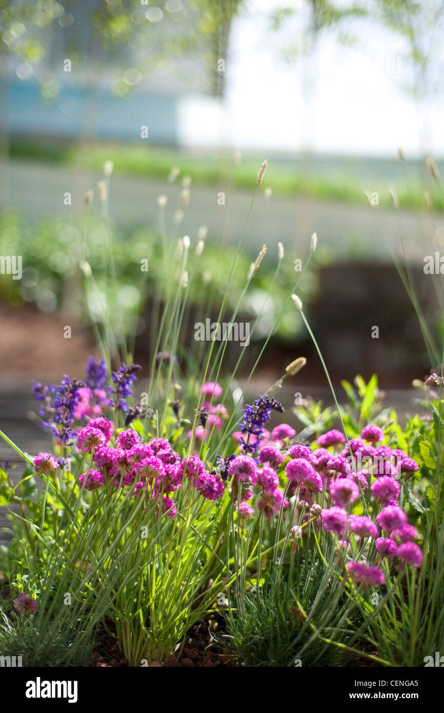 Chelsea Flower Show Armeria Maritima Rubrifolia at the Future Nature ...
