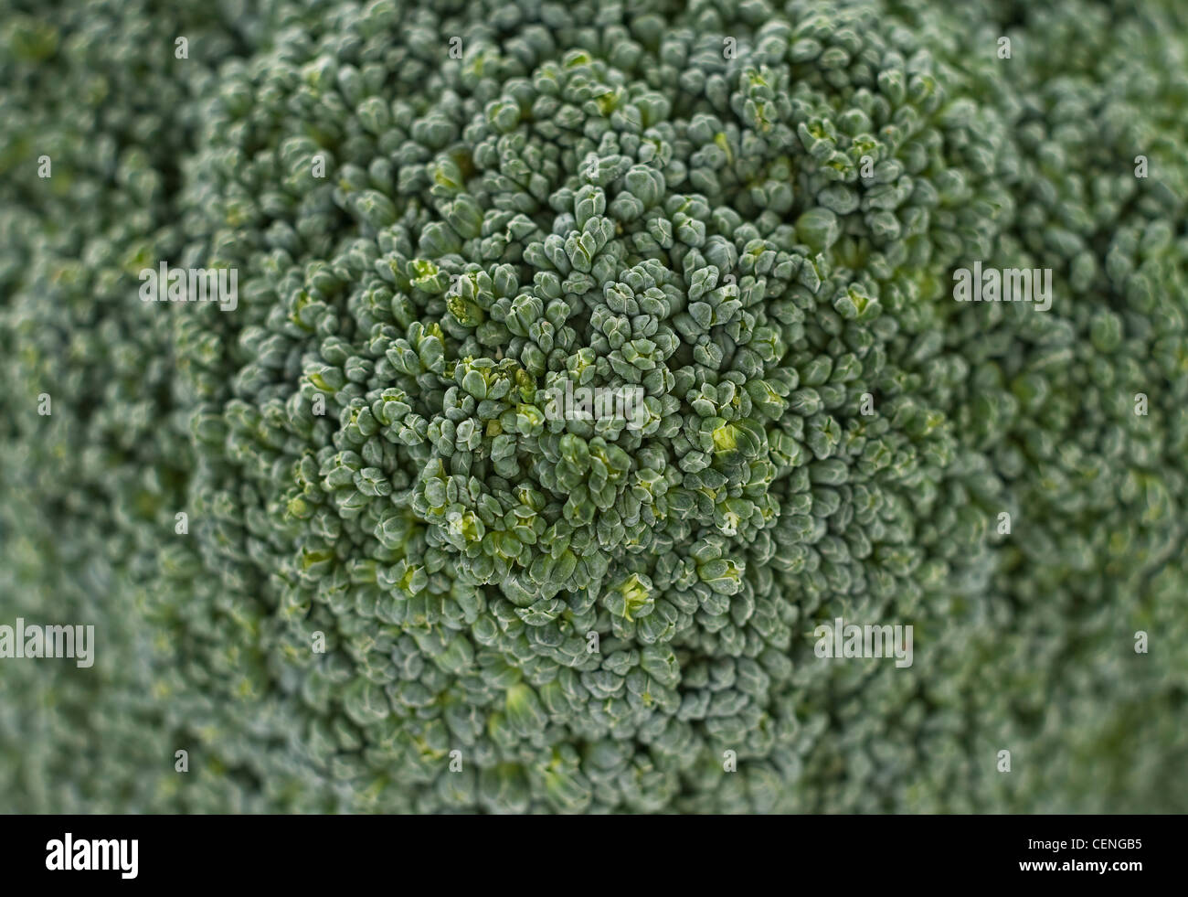 A still life image of a broccoli floret Stock Photo - Alamy