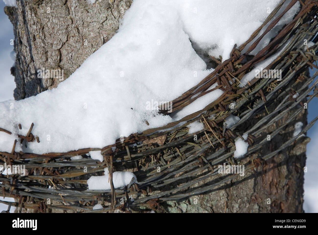 Barbed Wire And Tree High Resolution Stock Photography and Images - Alamy