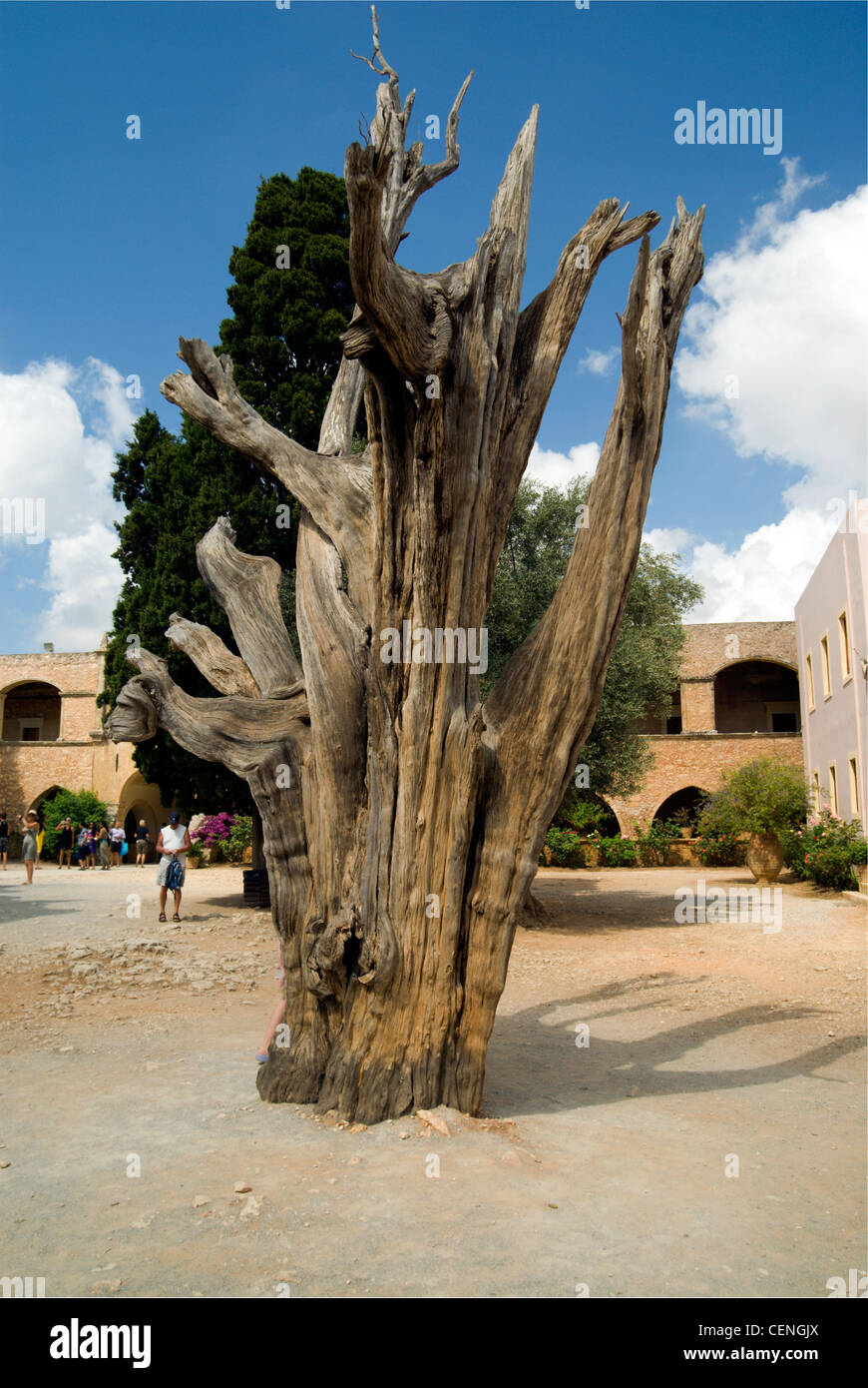 The bullet tree at arkadi hi-res stock photography and images - Alamy
