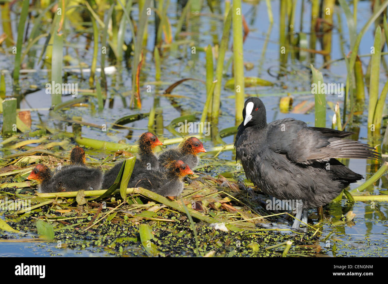 Fulica hi-res stock photography and images - Alamy