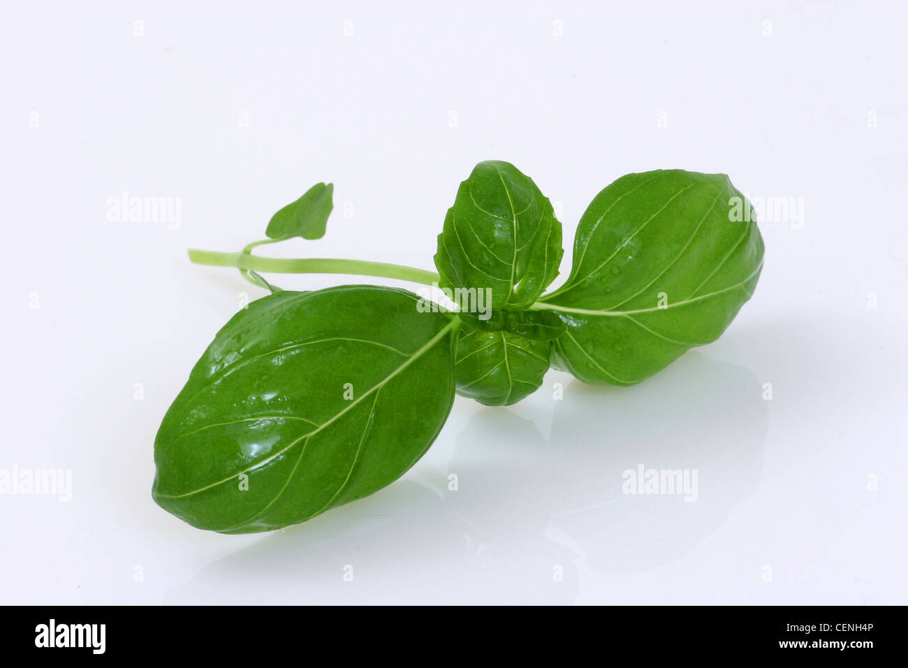 A cut out of a spring of basil Stock Photo - Alamy