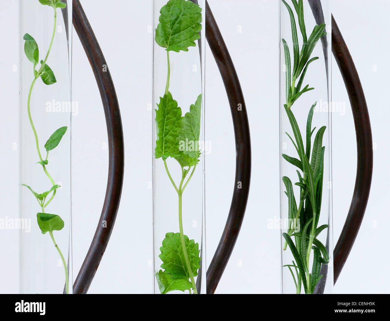 A close up of glass test tubes filled with fresh herbs, with thyme ...