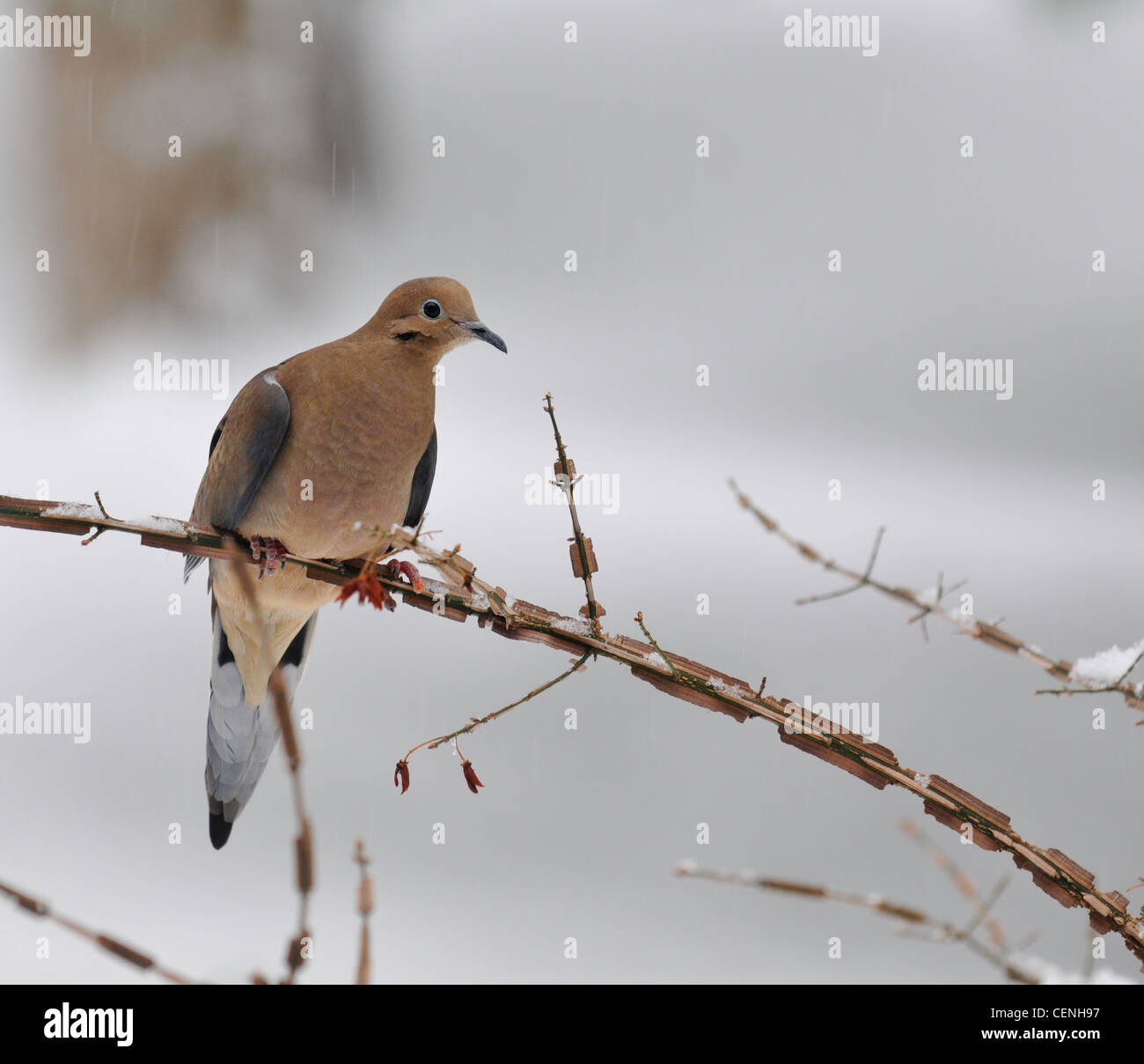 Dove sitting on tree branch hi-res stock photography and images - Alamy