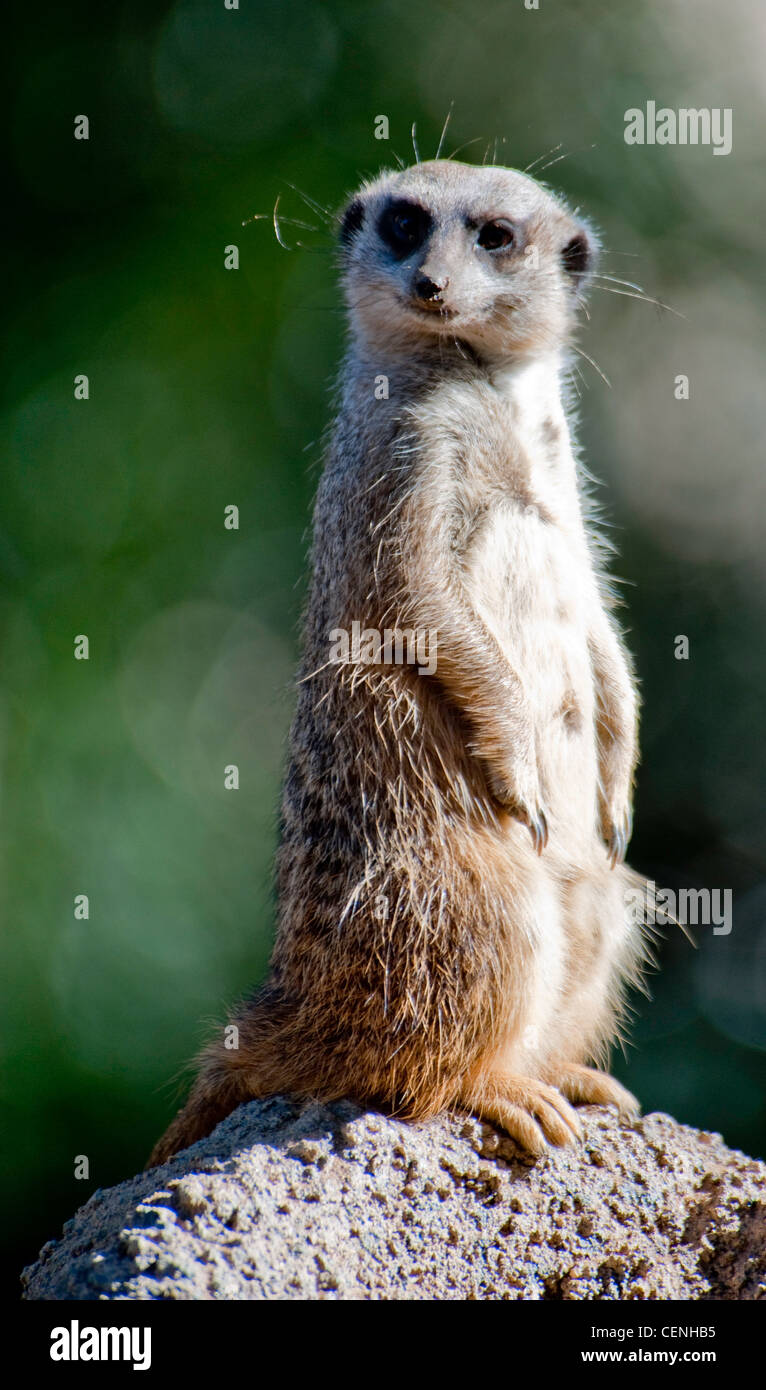 meerkat standing guard outside burrow Stock Photo - Alamy
