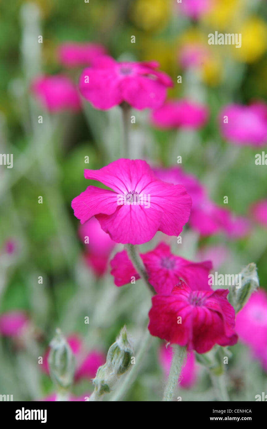 Close up image of pink Campion flower (Silene dioica Stock Photo - Alamy