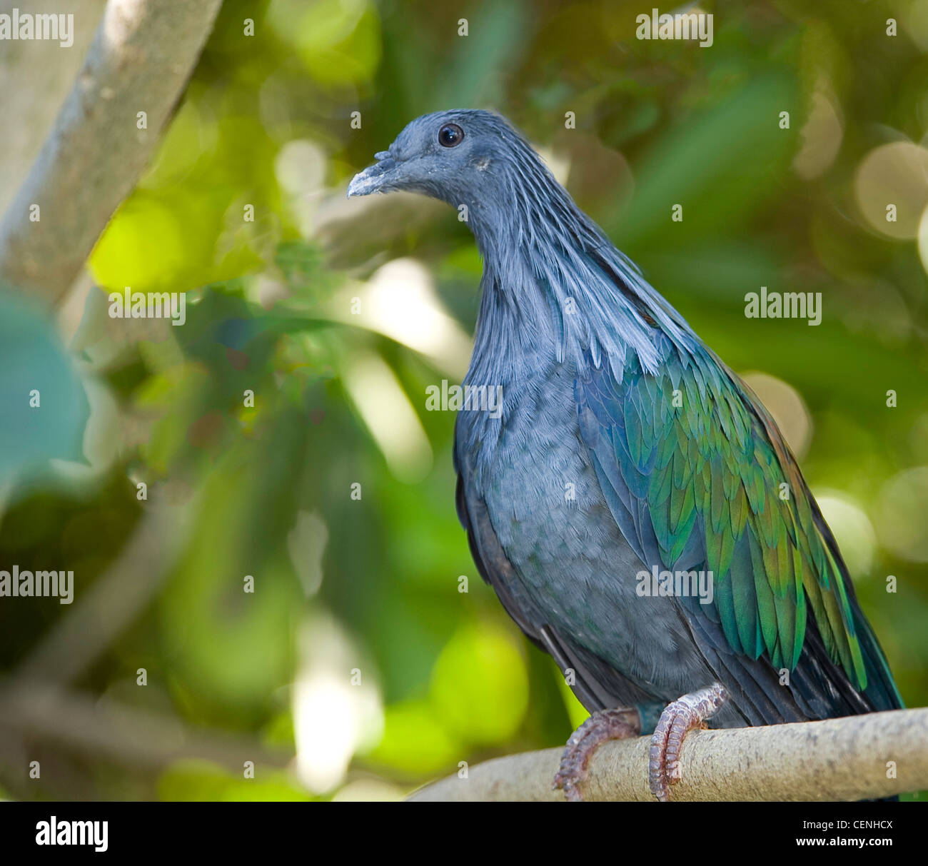 african nicobar pigeon on tree branch Stock Photo - Alamy