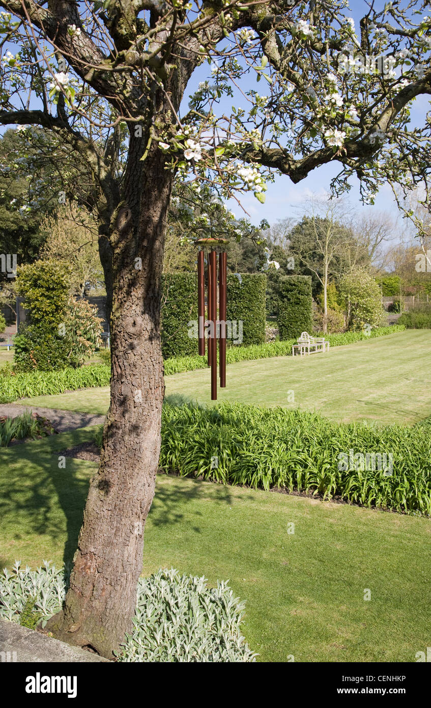 The Salutation Garden in Sandwich, Kent, England Pear tree in blossom ...