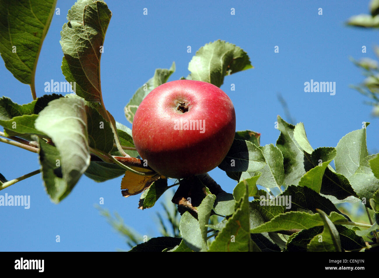 Red apple a tree hi-res stock photography and images - Alamy
