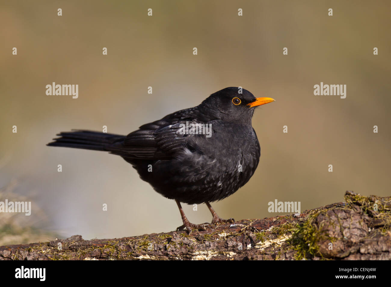 Amsel hi-res stock photography and images - Alamy