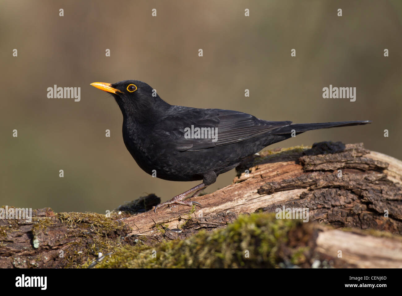 Amsel turdus merula turdidae hi-res stock photography and images - Alamy