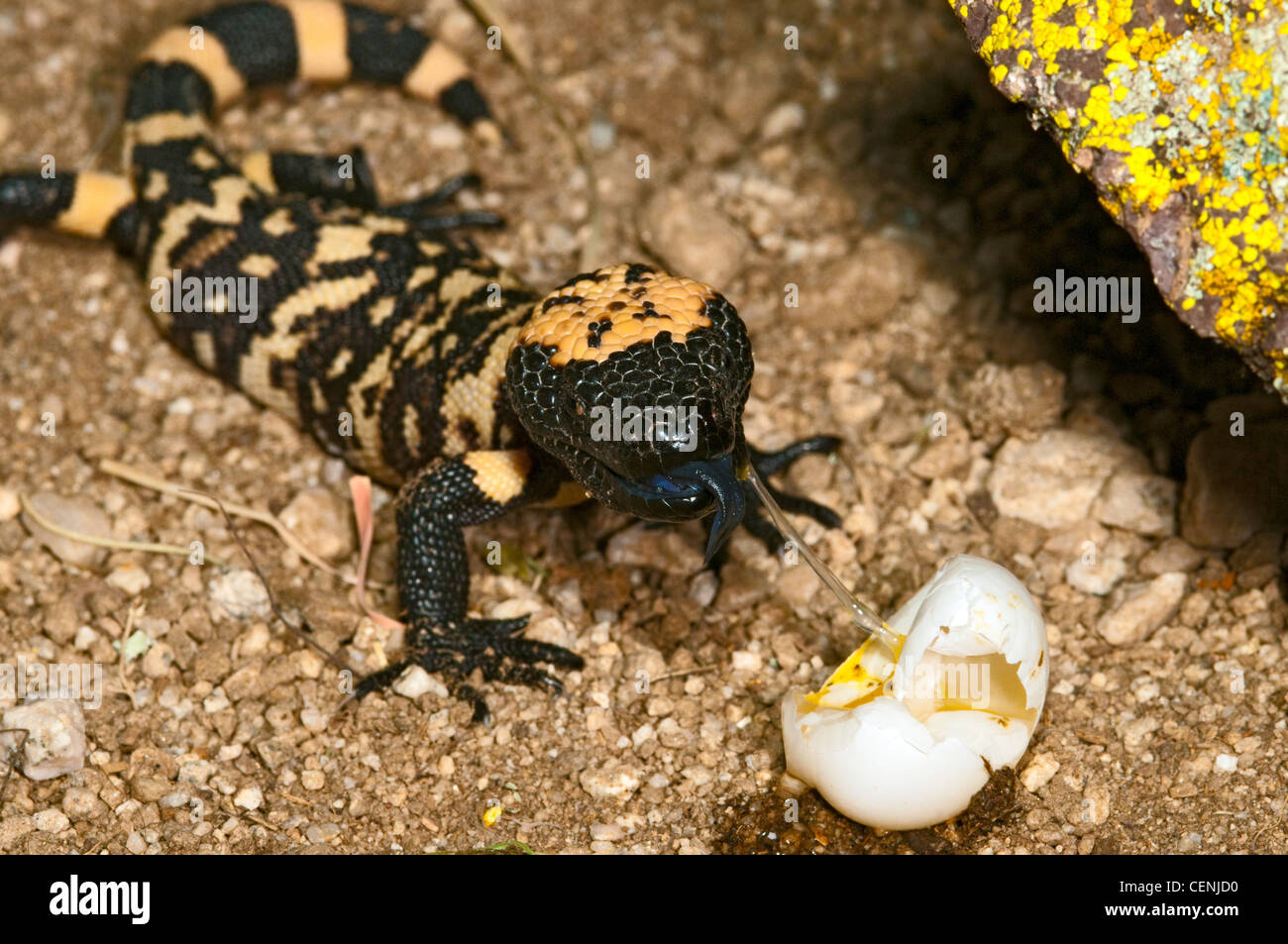 Gila Monster Heloderma suspectum suspectum Tucson, Arizona, United ...