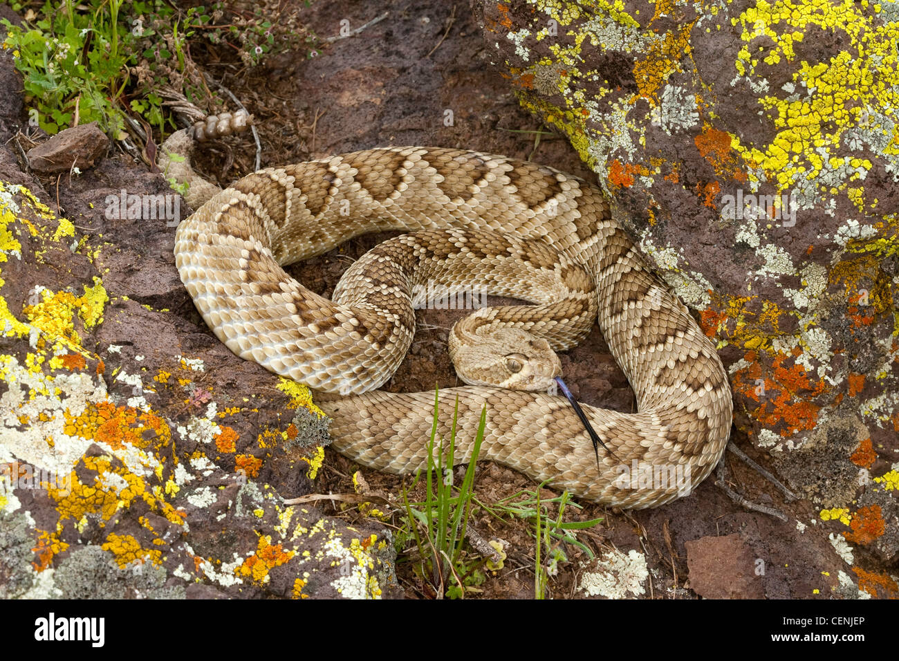 Safford arizona hi-res stock photography and images - Alamy