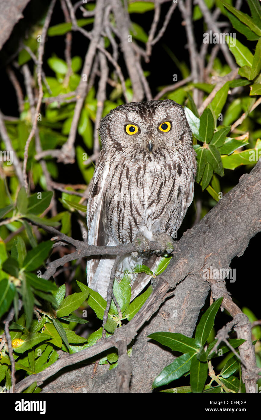 Western Screech-Owl Megascops kennikottii Santa Rita Mountains, Pima ...