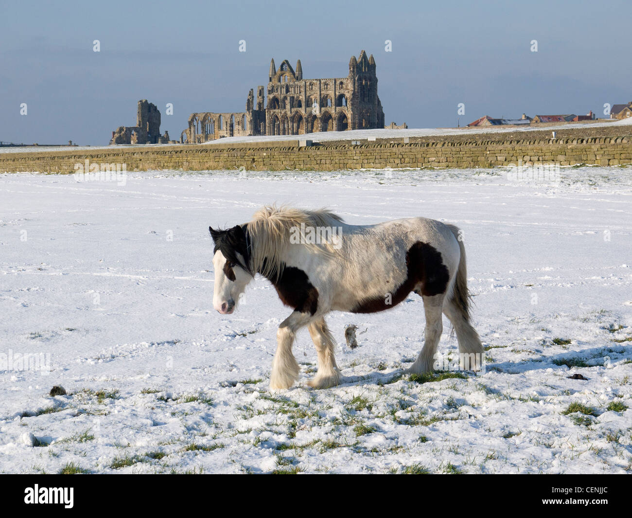 A horse in a snow covered field by Whitby Abbey in winter Stock Photo ...