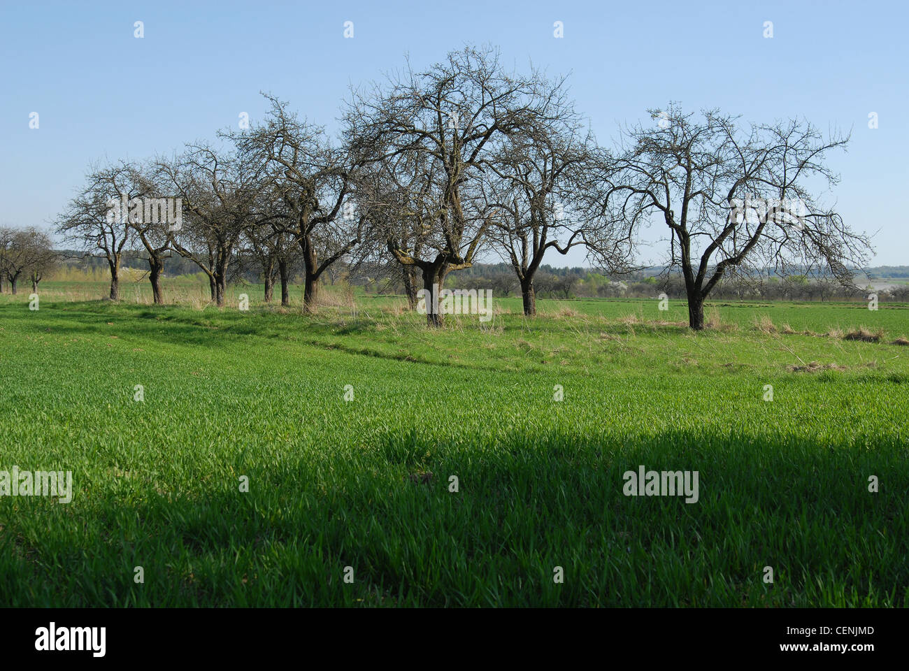Beautiful spring field , landscape Stock Photo - Alamy