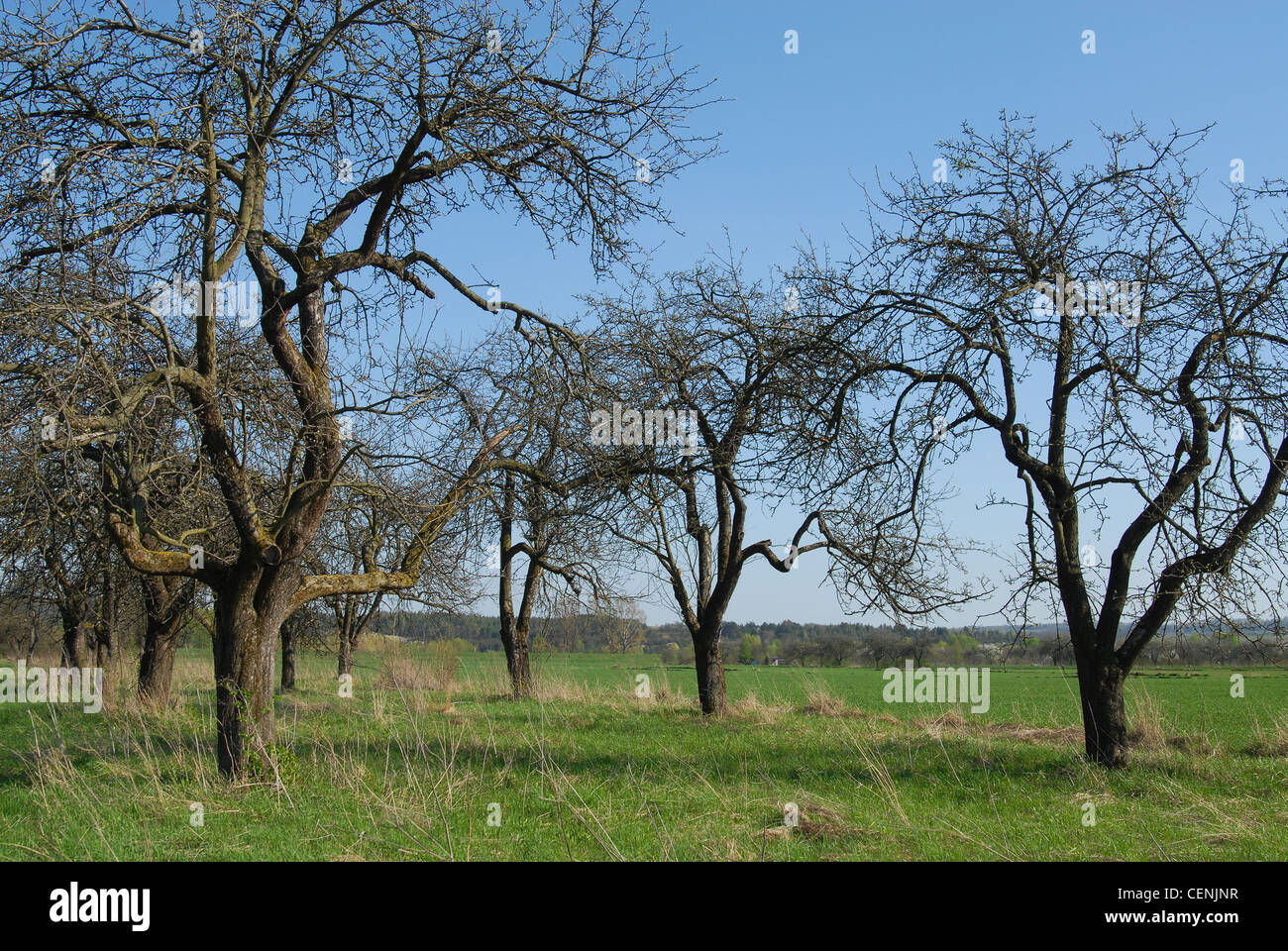 Beautiful spring field with trees , landscape Stock Photo - Alamy