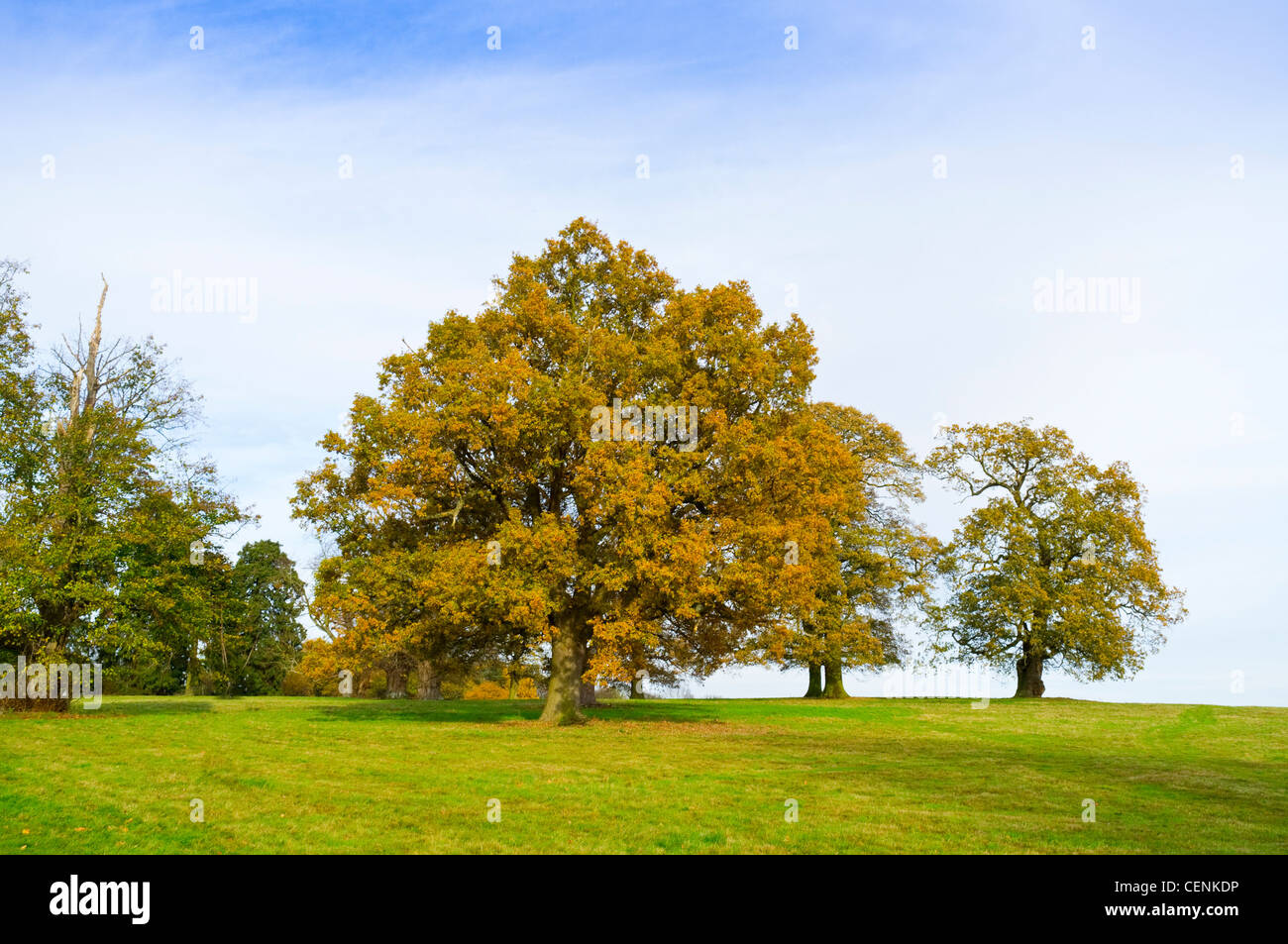 Tree and parkland hi-res stock photography and images - Alamy