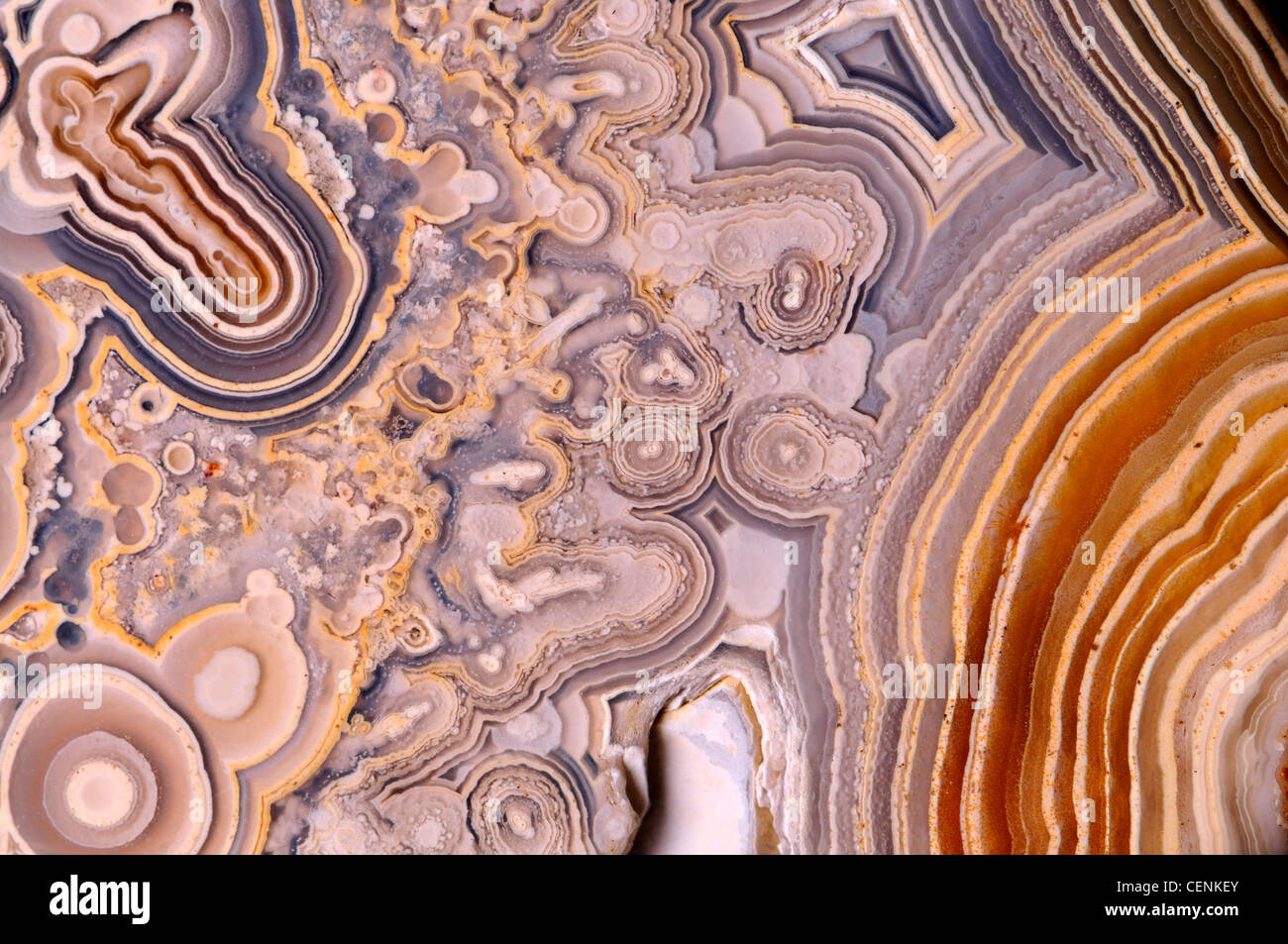 Orbicular jasper mineral stone hi-res stock photography and images - Alamy