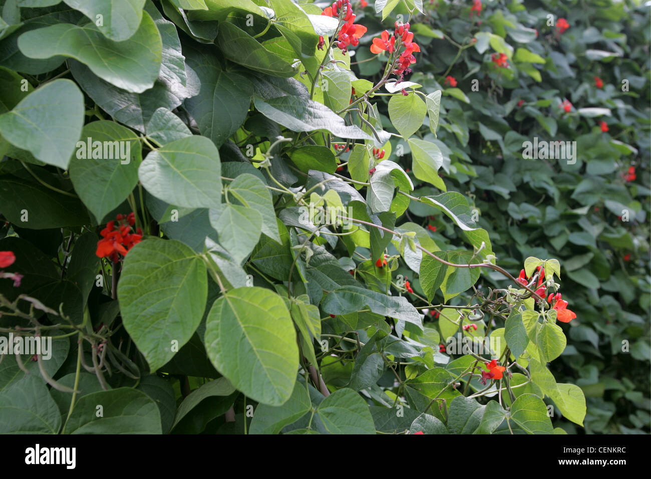 Flowering runner bean bush Stock Photo - Alamy