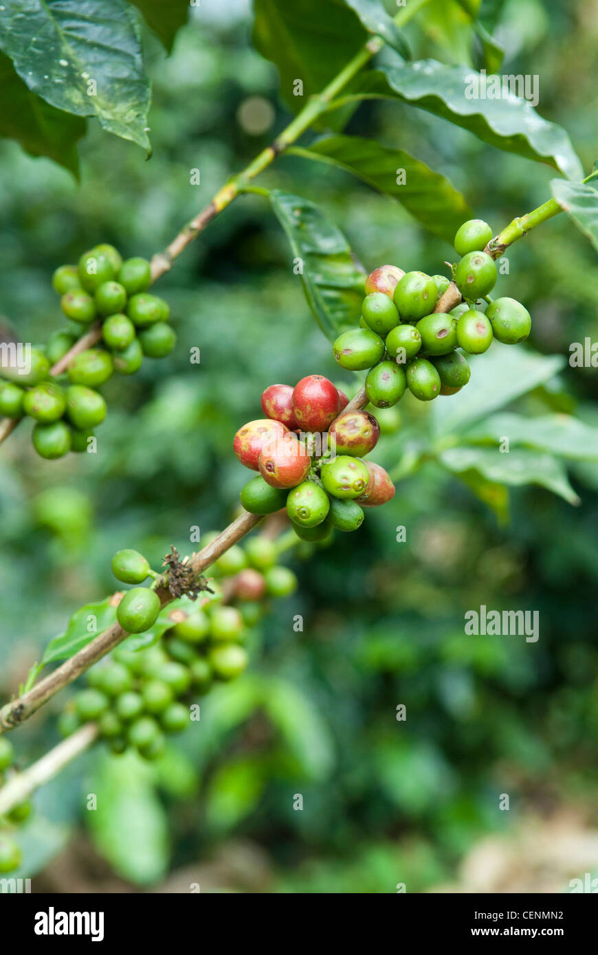 Coffee cooperative hi-res stock photography and images - Alamy