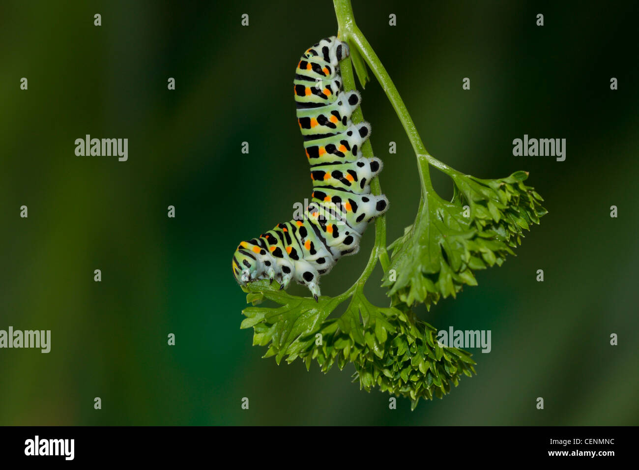 Schwalbenschwanz Raupe, Papilio machaon, Old World swallowtail caterpillar Stock Photo - Alamy