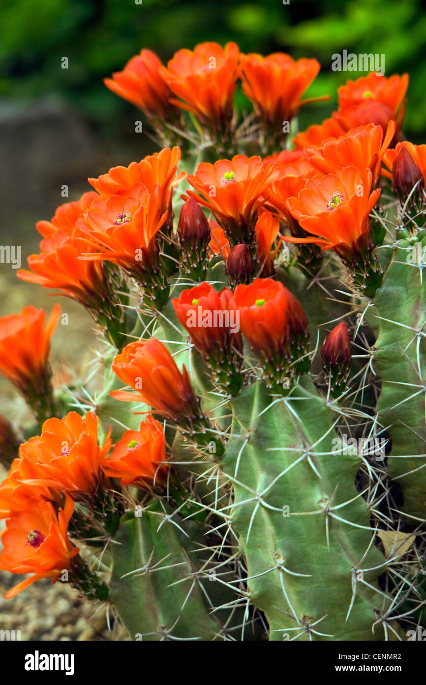 Denver Botanic Garden High Resolution Stock Photography and Images - Alamy