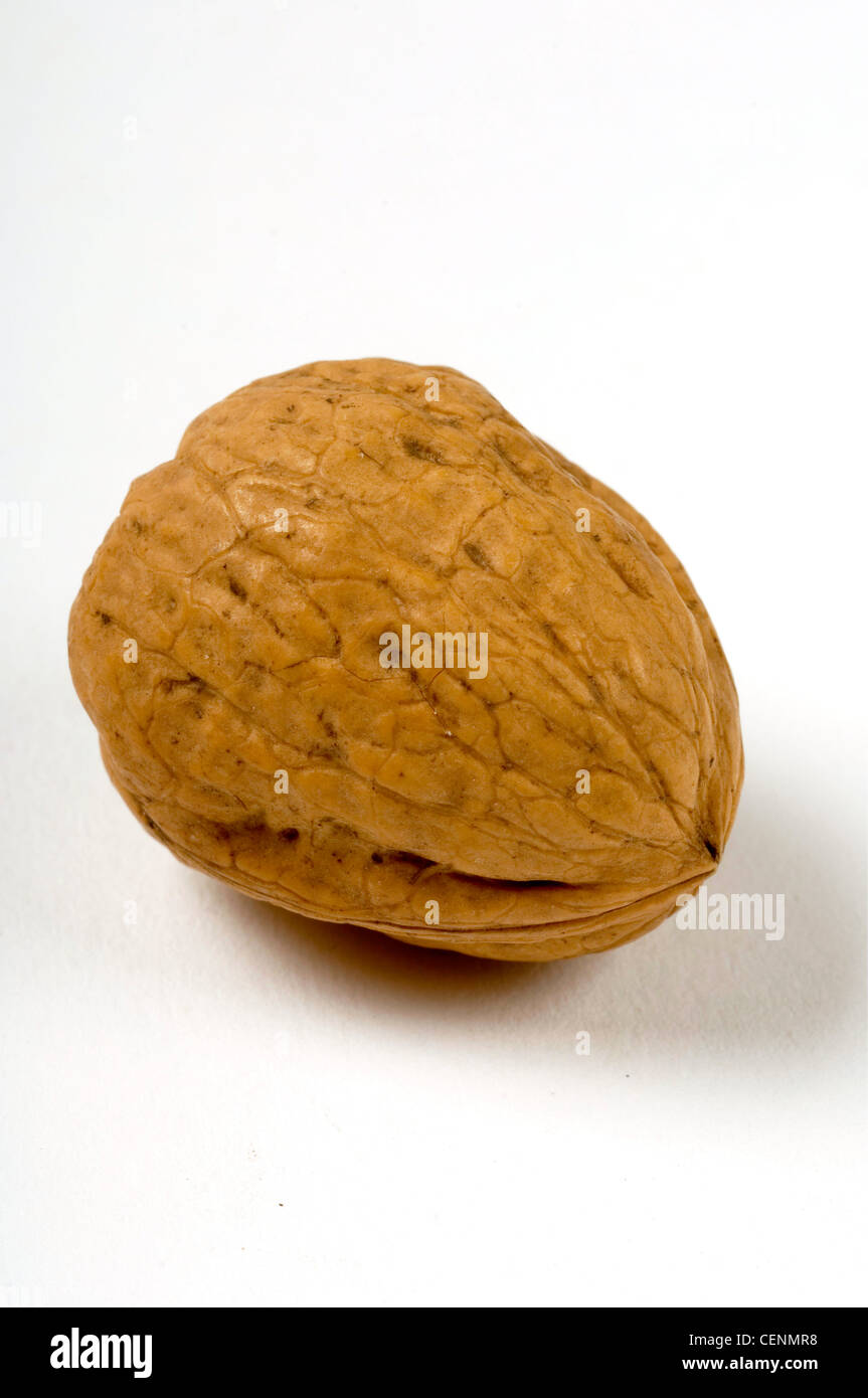 Inside a shell hi-res stock photography and images - Alamy