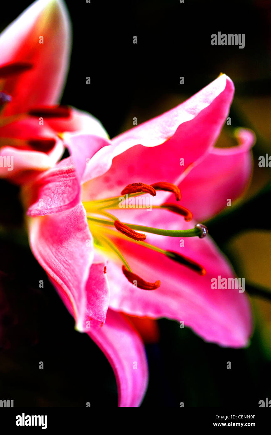 Close up of pink lily flower Stock Photo - Alamy