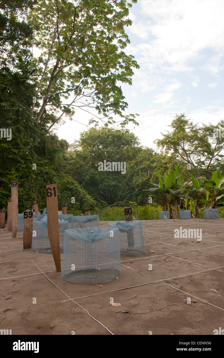 Turtle hatchery to protect turtle eggs from poachers, Baru, Costa Rica ...