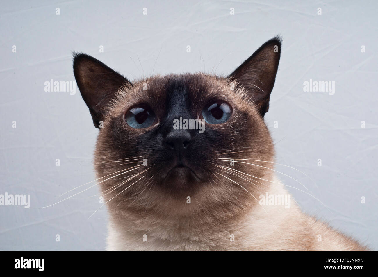 Siamese cat Looking up the camera with blue eyes on studio shoot Stock ...