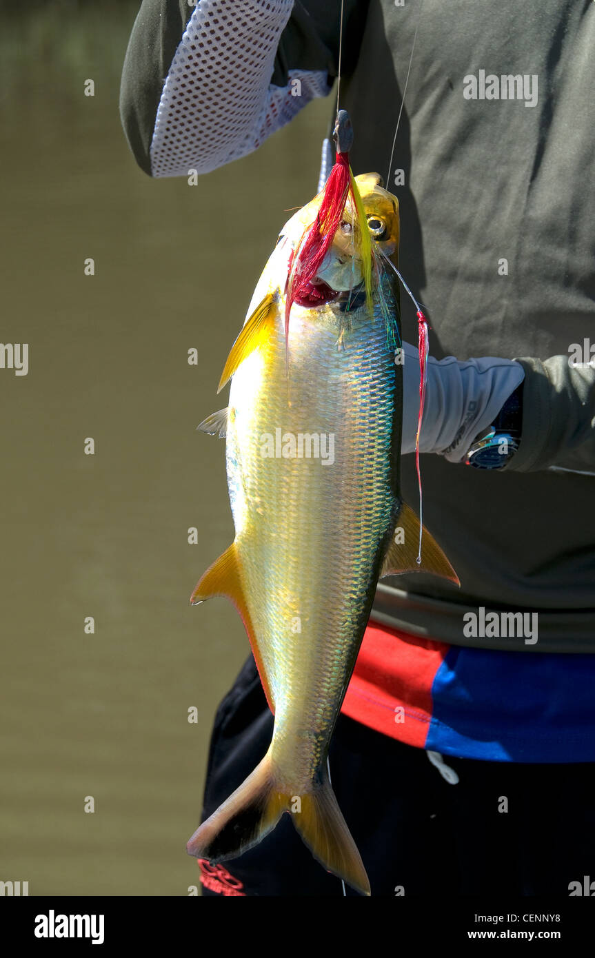 An apapa is but one of several species of fish caught on jigs in Brazil ...