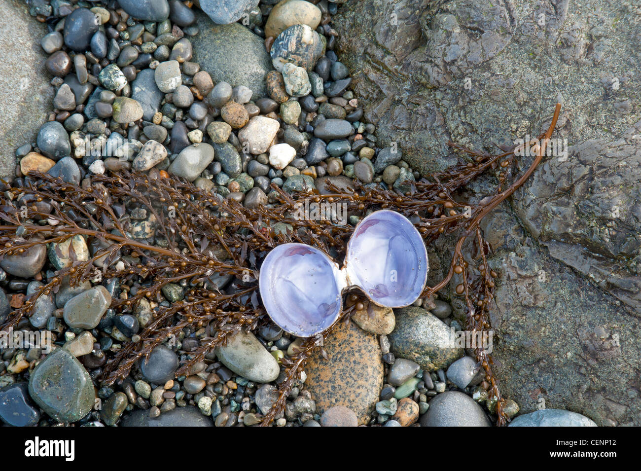 Seaweed, Shells and Pebbles washed ashore after a storm in the Strait ...