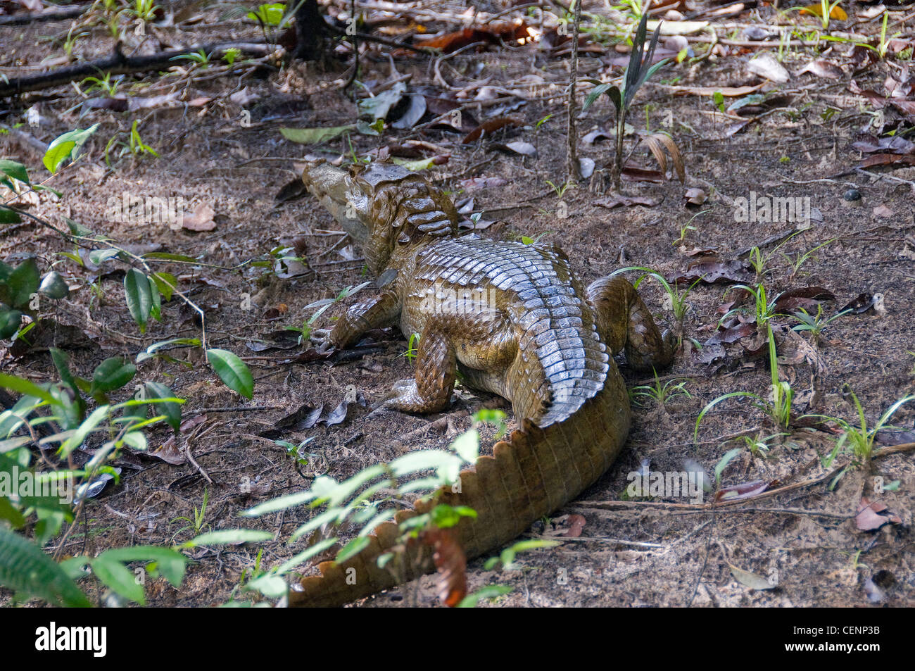 A caiman moves along the shore of a small creek off a lagoon in Brazil ...