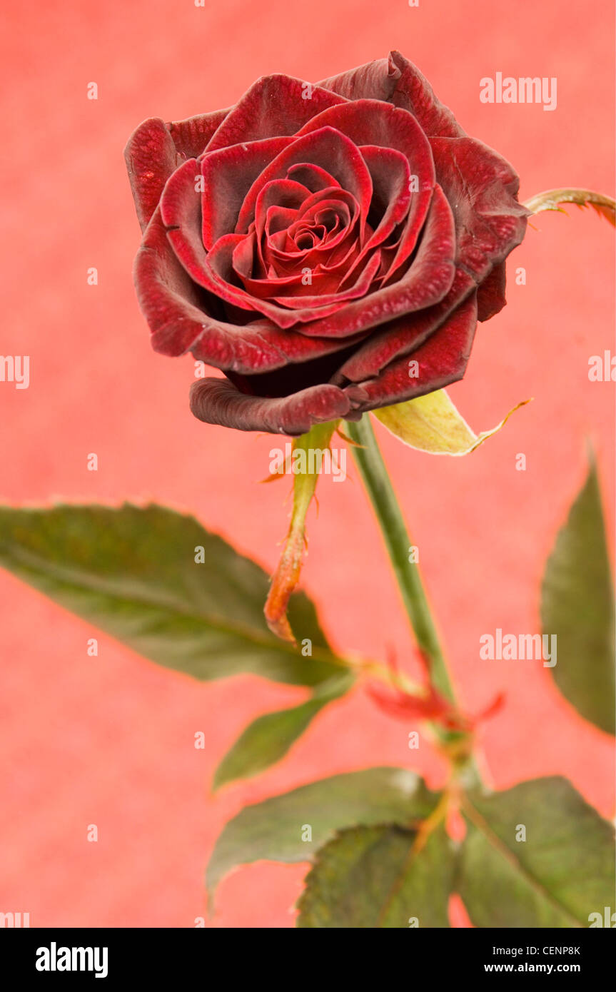 WD1183-13 Close up of a single red rose with the leaves out of focus ...