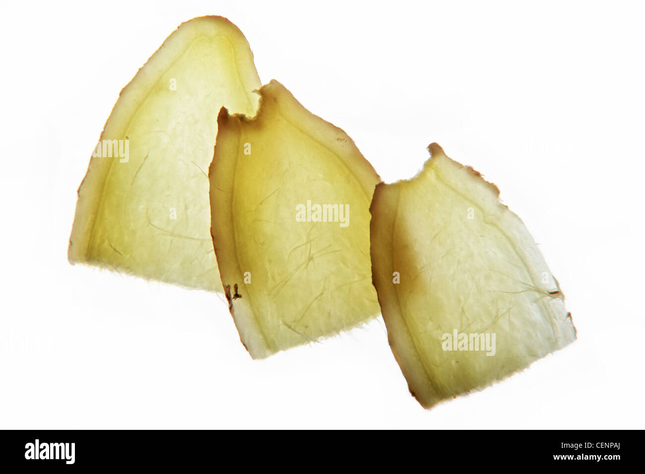 Ginger vegetables on white hi-res stock photography and images - Alamy