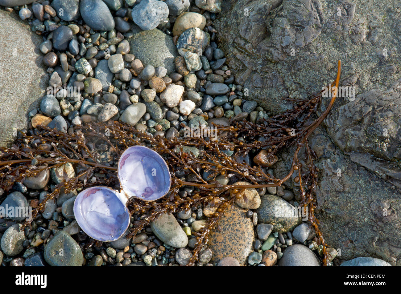 Seaweed, Shells and Pebbles washed ashore after a storm in the Strait ...