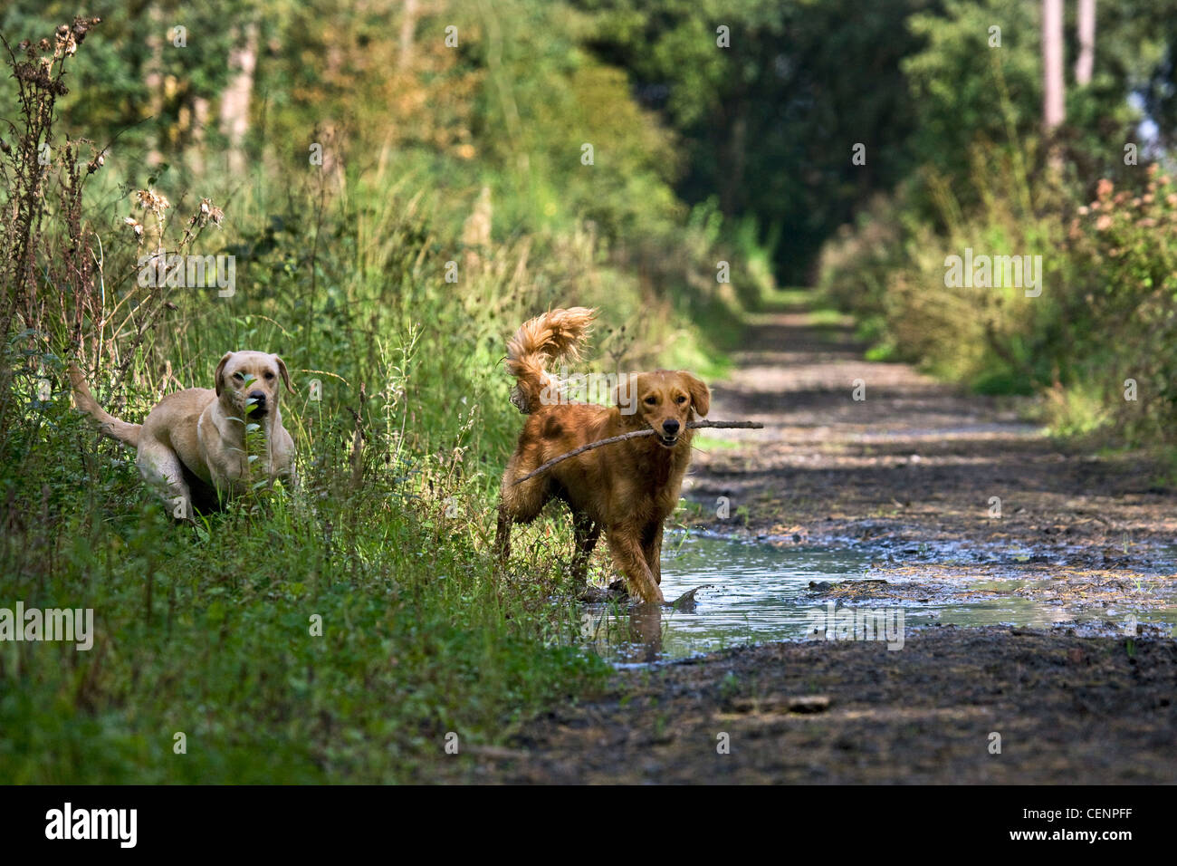Golden retriever and labrador dogs playing and running with stick ...