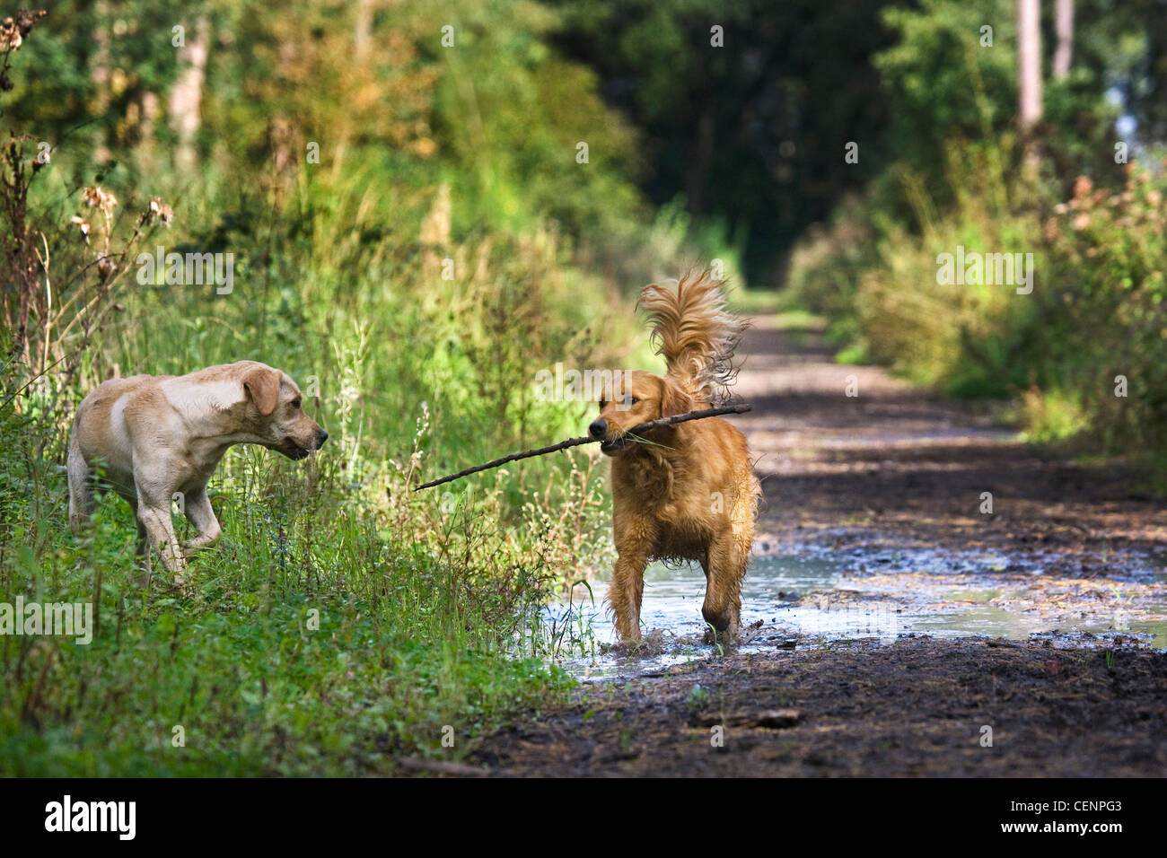 Mud Run High Resolution Stock Photography and Images - Alamy