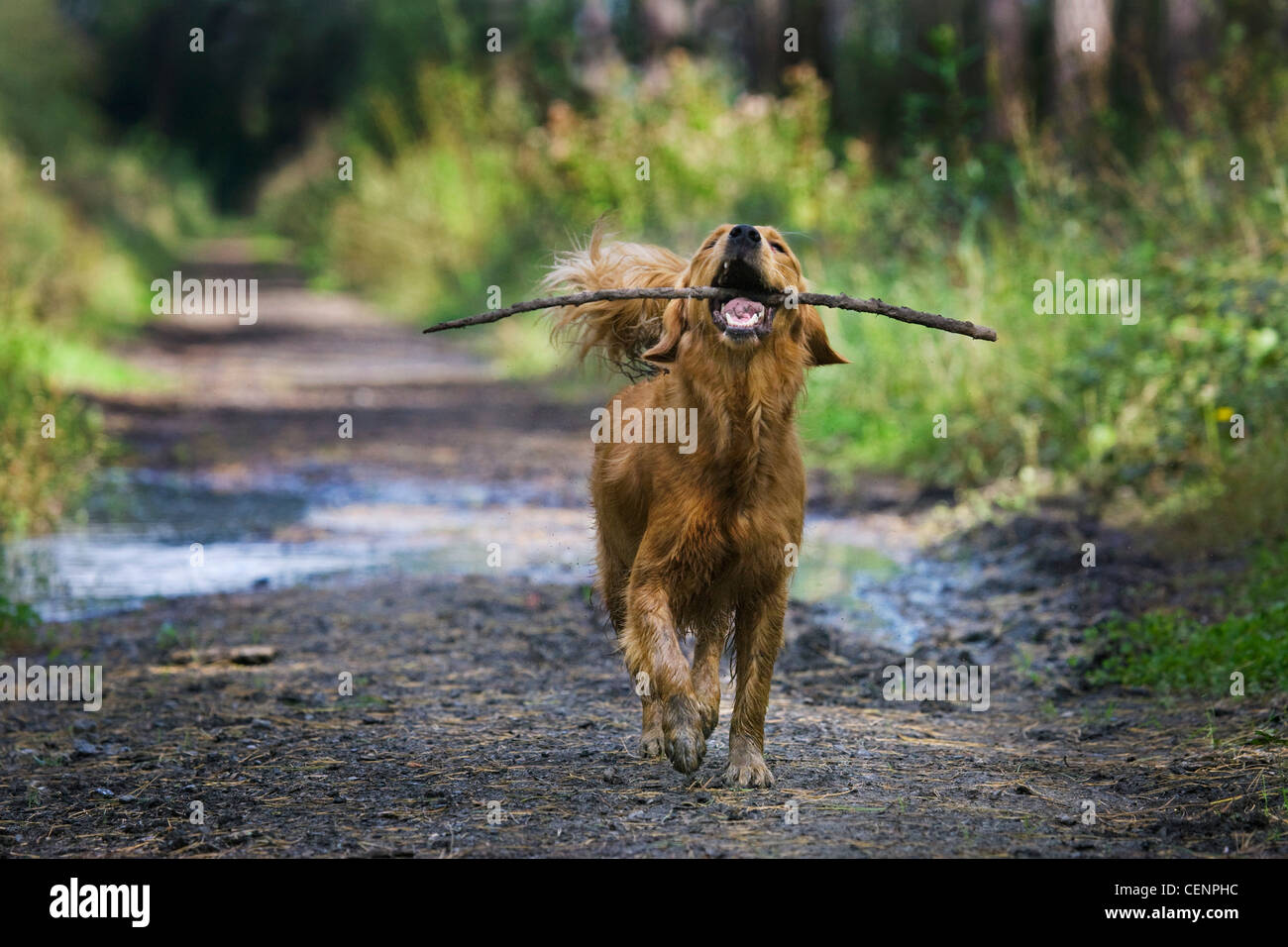 Dog in mud puddle hi-res stock photography and images - Alamy