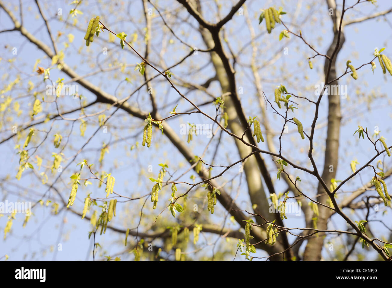 Green tree catkins Stock Photo - Alamy