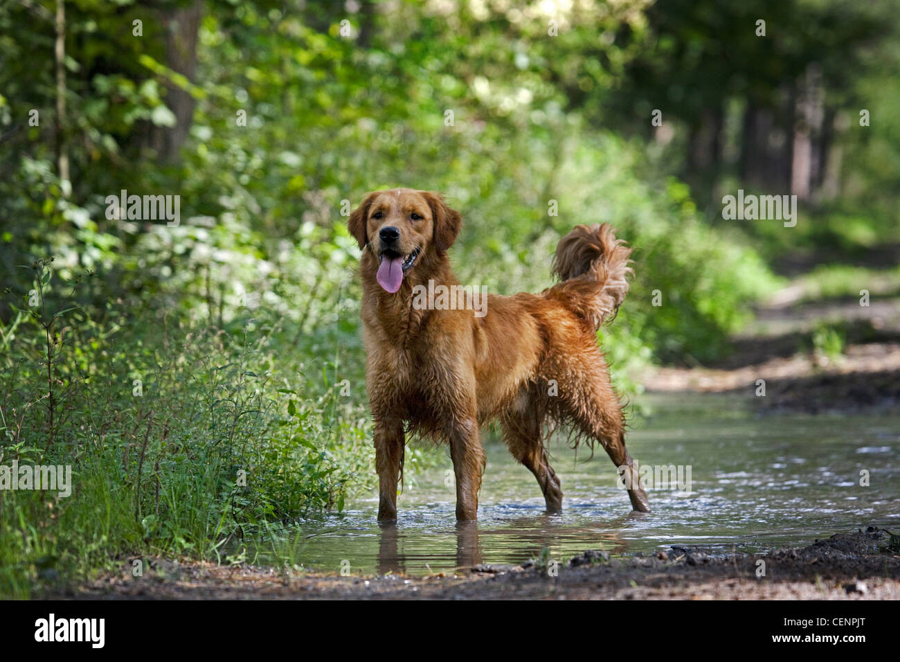 Golden retriever dog with wet fur standing in muddy puddle on forest ...