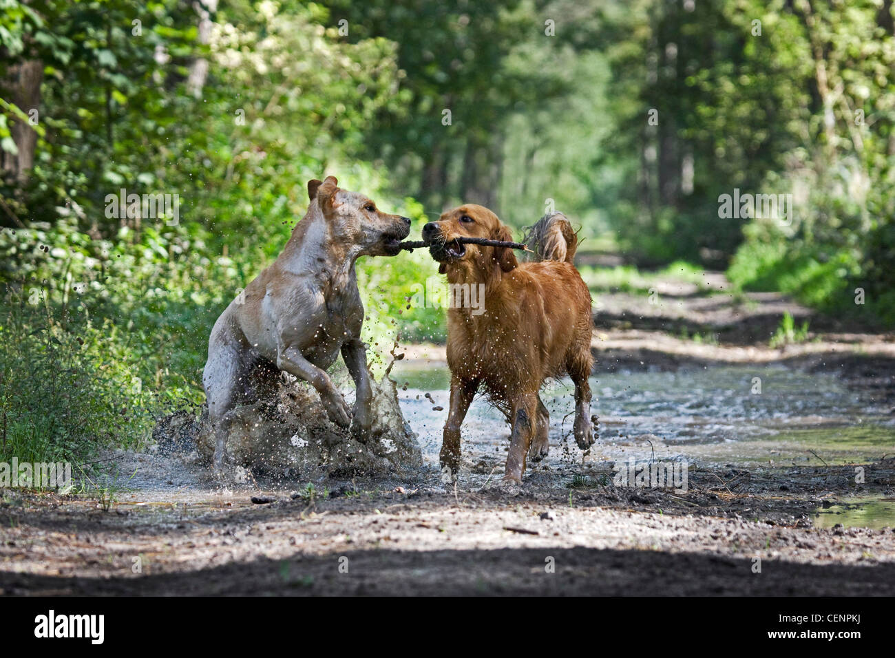 Golden retriever and labrador dogs playing and running with stick ...