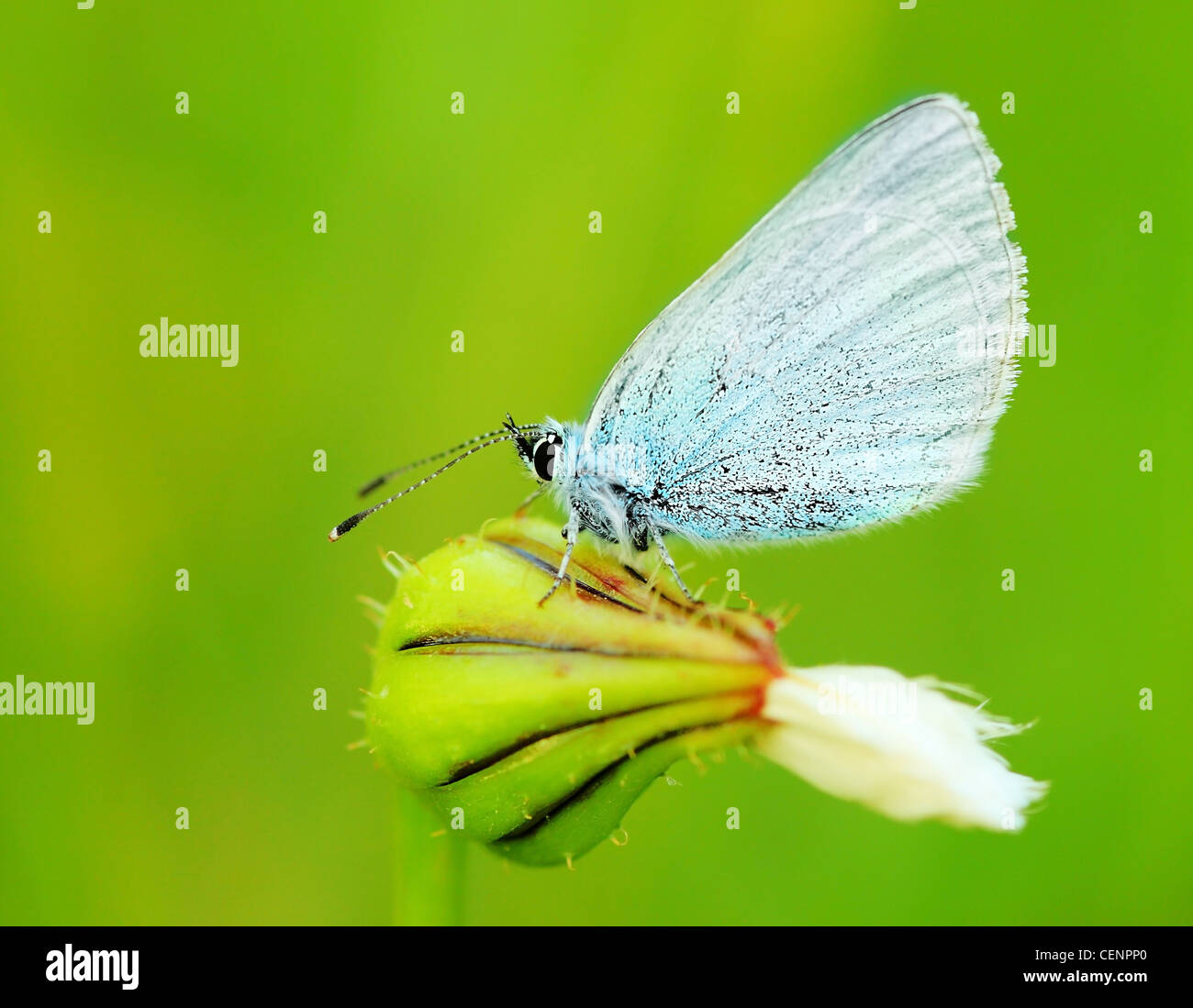 Beautiful blue butterfly extreme closeup macro, nature life in spring ...