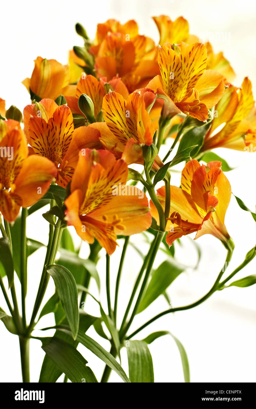 Orange flowers in a bunch Stock Photo - Alamy