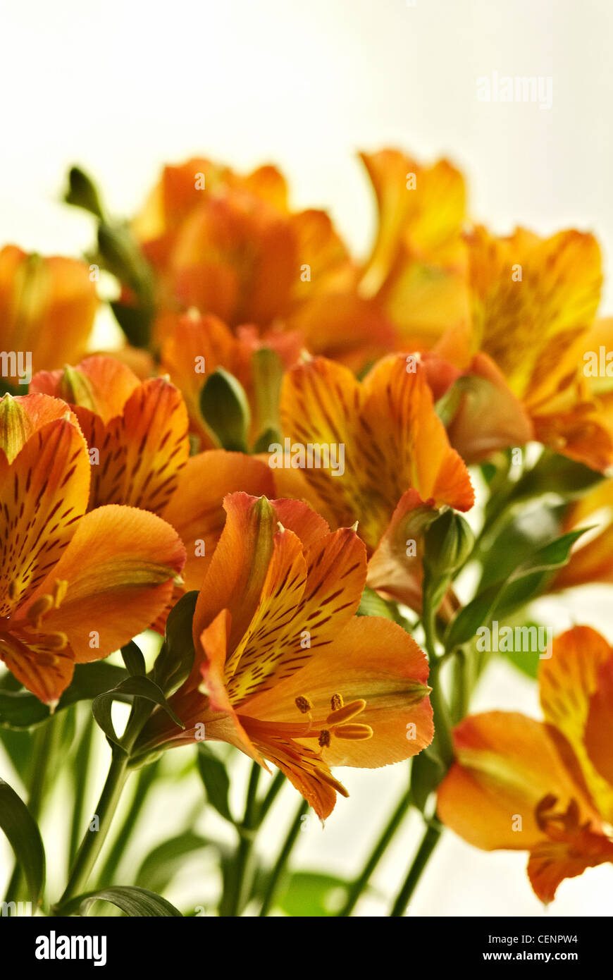 Orange flowers in a bunch Stock Photo - Alamy