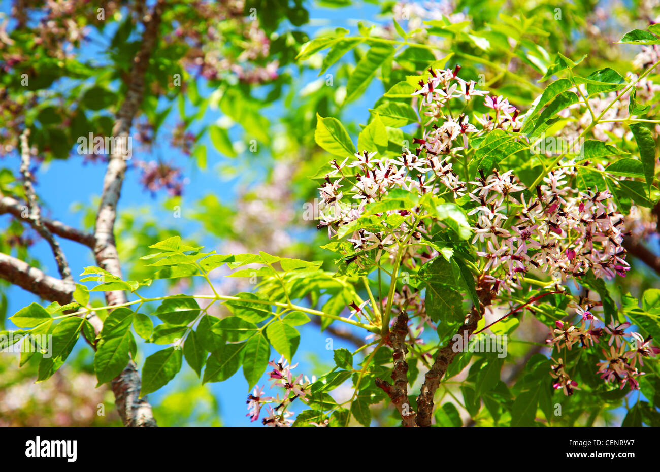 Fresh blooming flowers on the green tree, spring life in nature Stock ...
