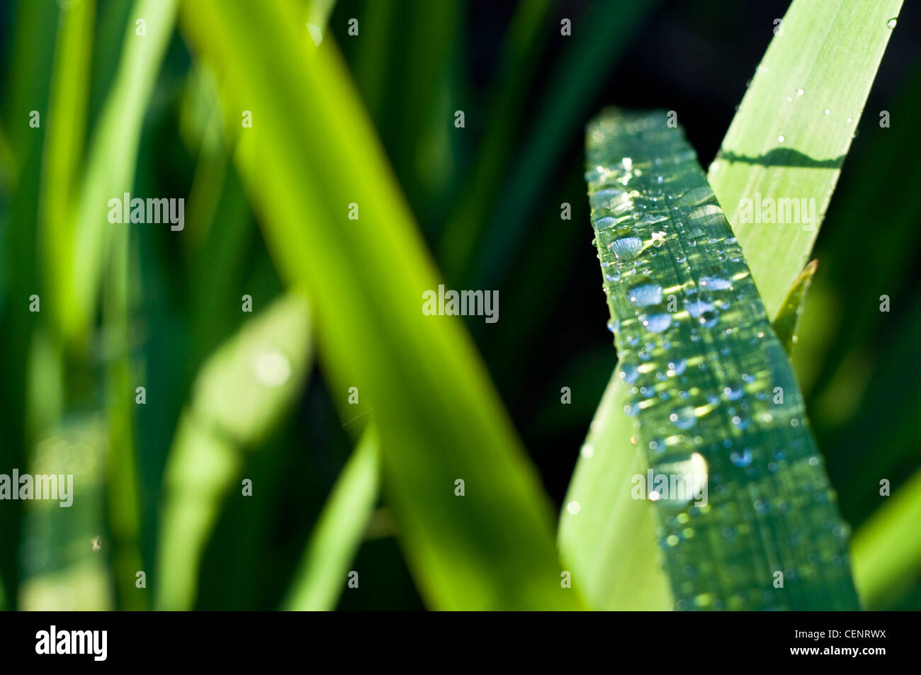 Parallel veined leaves hi-res stock photography and images - Alamy